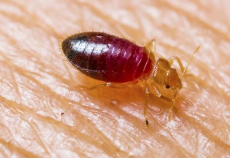 How Big Is a Bed Bug at Each Stage of Development