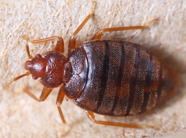 How Big Is a Bed Bug at Each Stage of Development