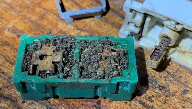 How to Get Rid of Ants in Electrical Outlet: Great Advice