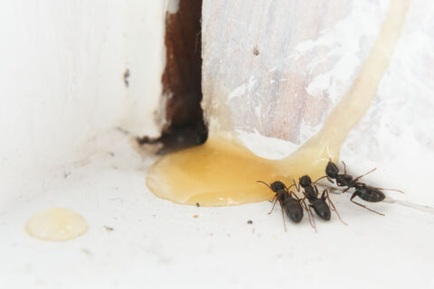 How to Get Rid of Ants in Electrical Outlet: Great Advice