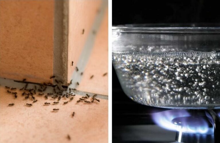 How to Get Rid of Sugar Ants Naturally: Top 8 Solutions