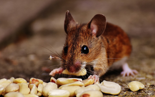 What Food is Irresistible to Mice: 5 Types of Bait to Catch Them All