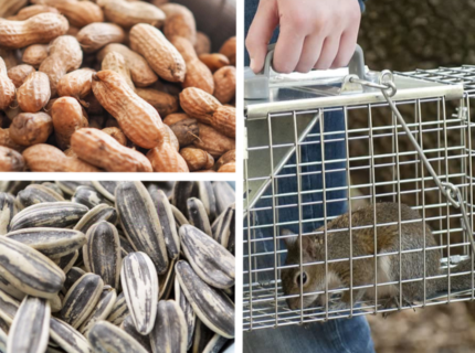 6 Best Squirrel Traps (Winter 2025) – Detailed Reviews