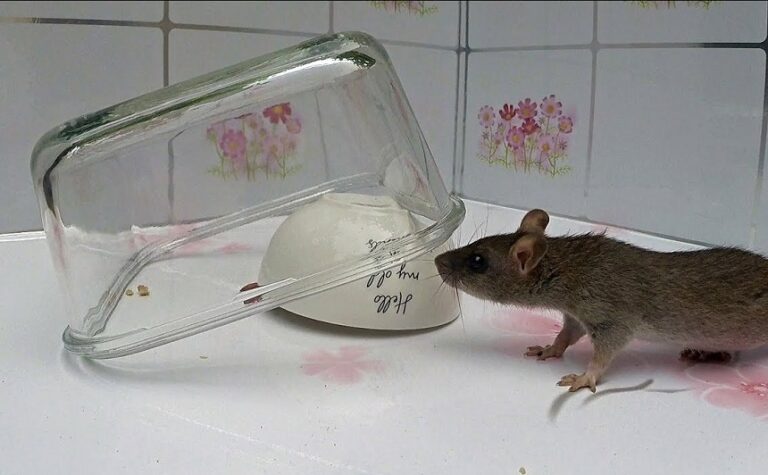 Homemade Rat Traps: Step-by-Step Guide
