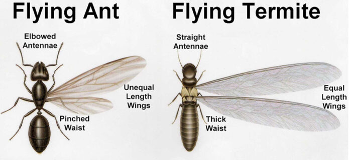 How to Get Rid of Flying Termites: These Methods Are Worth Trying