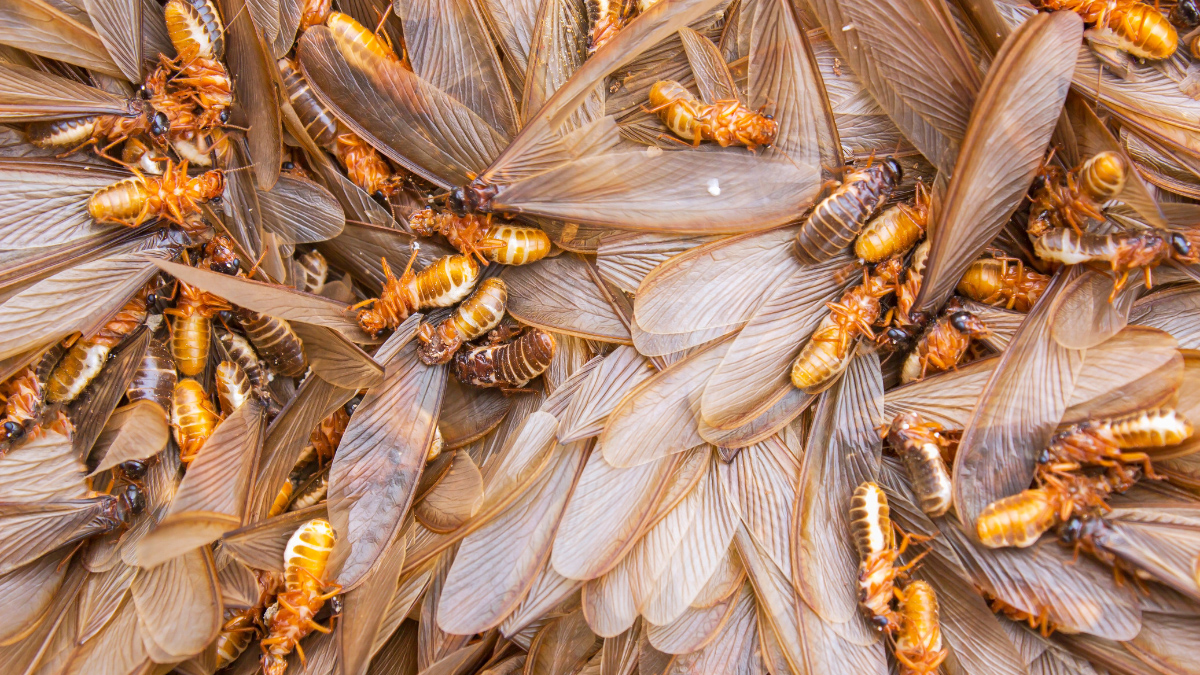 How to Get Rid of Flying Termites: These Methods Are Worth Trying