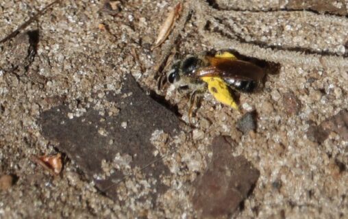 How to Get Rid of Ground Bees: 6 Effective Methods and More!