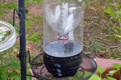 How to Get Rid of Ground Bees: 6 Effective Methods and More!