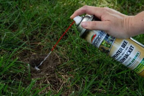 How to Get Rid of Ground Bees: 6 Effective Methods and More!