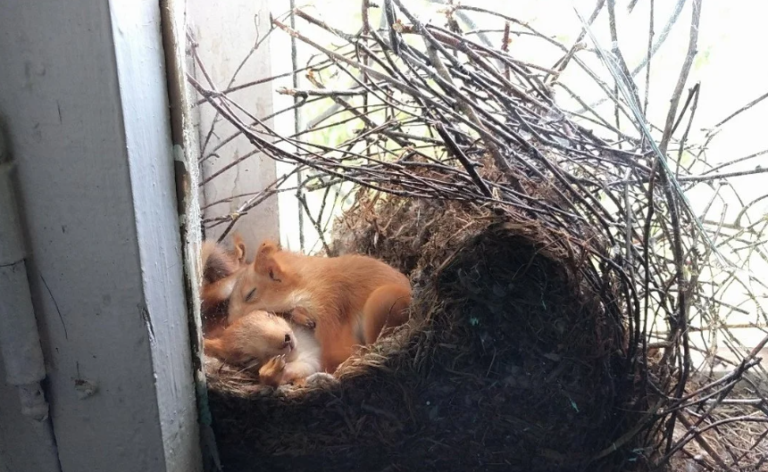 What Does a Squirrel Nest Look Like: 5 Main Identifiers