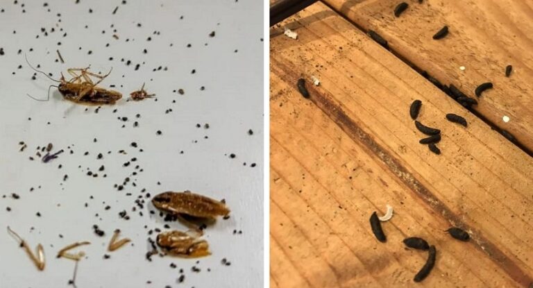 What Does Roach Poop Look Like? Pictures Attached!