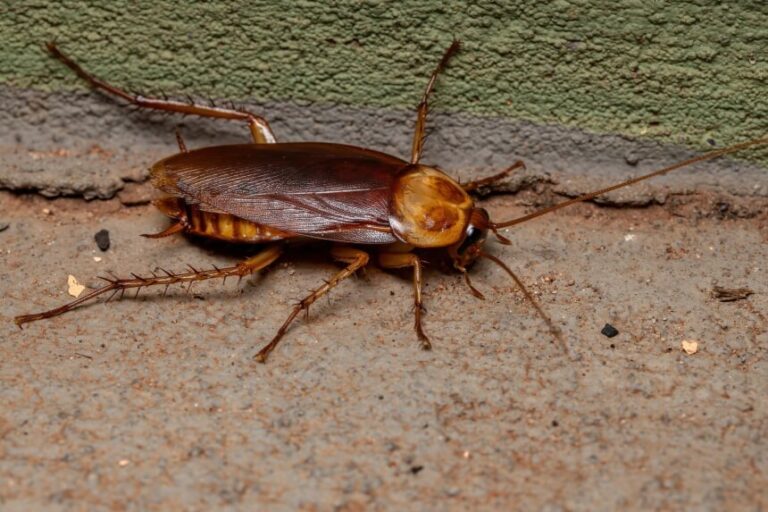 Waterbug vs. Roach: Key Differences