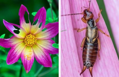 What Do Earwigs Eat? Everything You Should Know