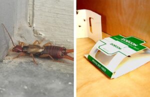 What Do Earwigs Eat? Everything You Should Know