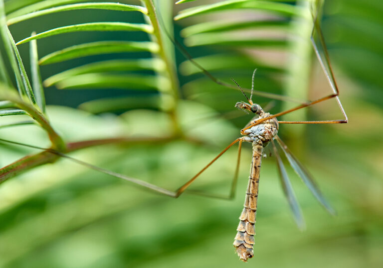 What Do Mosquitoes Eat? Everything You Need to Know!