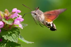 What Do Moths Eat? You'll Probably Be Surprised!