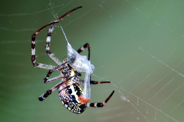 What Do Spiders Eat? Here's the Answer!