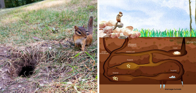 What Does A Chipmunk Burrow Look Like