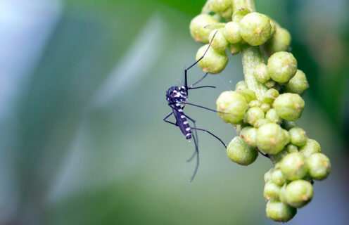 What Do Mosquitoes Eat? Everything You Need to Know!