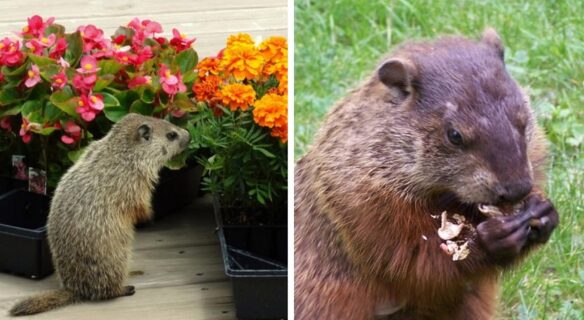 What do Groundhogs Eat? The Complete Guide on Their Diet