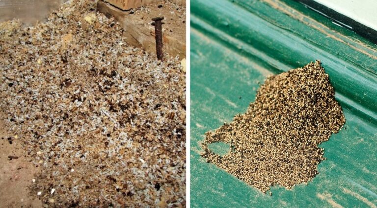 Termite Droppings: Everything You Need to Know Termite Droppings: Everything You Need to Know