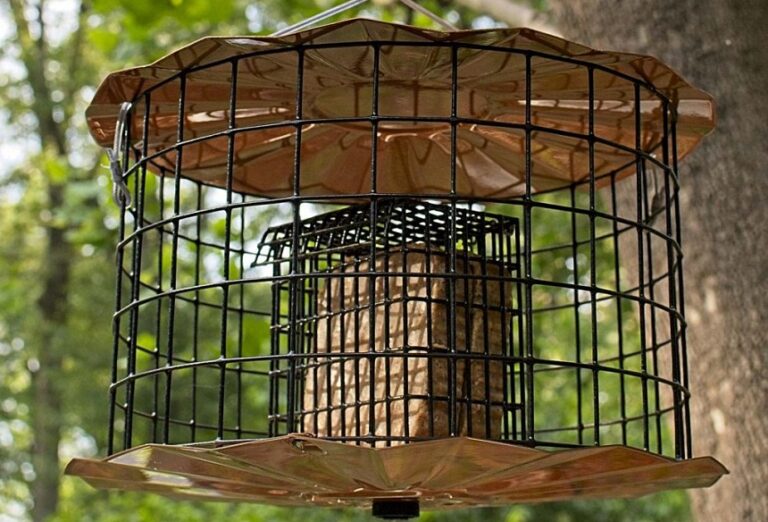 How Do I Get Rid Of Grackles