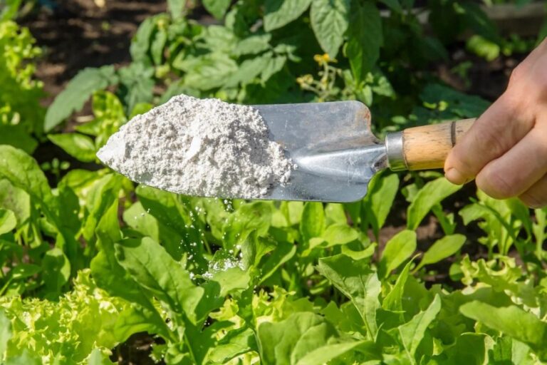 Homemade Spider Killer - Effective and Easy Recipe