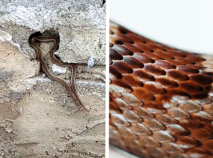 How Fast Can a Snake Move: From Fastest to Slowest Types