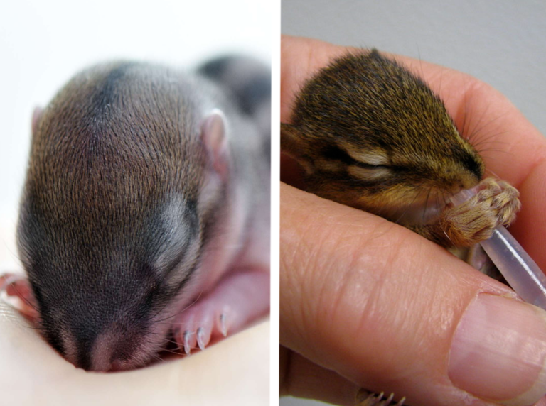 How Long Do Chipmunks Live? The Guide on Different Species