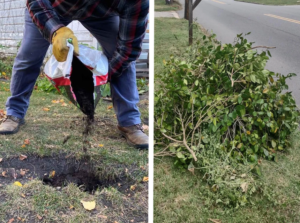 How to Get Rid of Armadillos: A Step-By-Step Guide