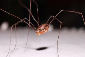 How to Get Rid of Daddy Long Legs: Everything You Need to Know