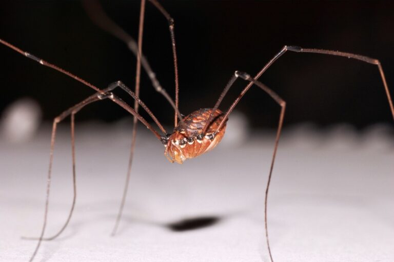 How To Get Rid Of Daddy Long Legs