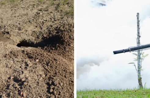 How to Get Rid of Ground Squirrels: Traps, Baits & Home Remedies