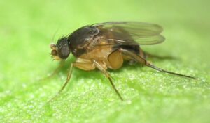 How to Get Rid of Phorid Flies: Everything You Need to Know