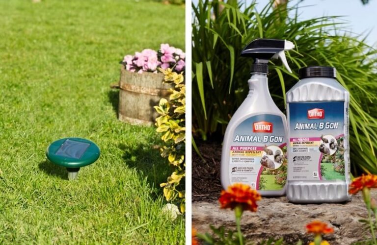 How to Get Rid if Voles: Effective Methods & Tips