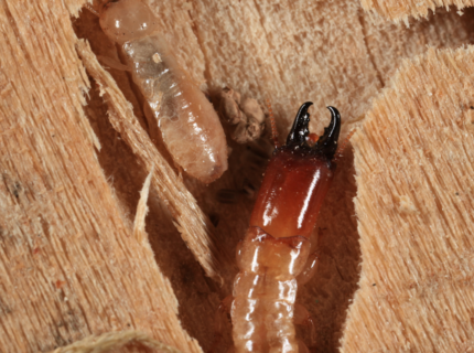 What Do Termites Eat? Their Feeding Habits and Digestion