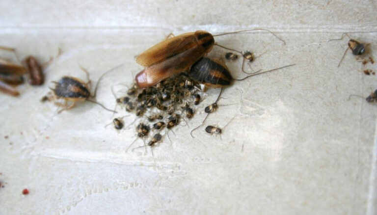 White Roaches: Basic Info You Need to Know