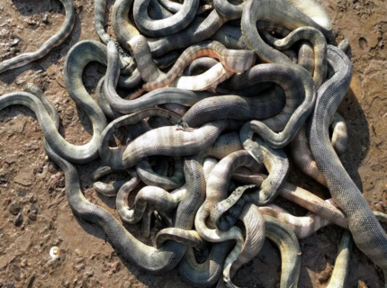 What is a Group of Snakes Called: 7 Types of Names