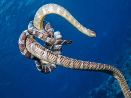 What is a Group of Snakes Called: 7 Types of Names