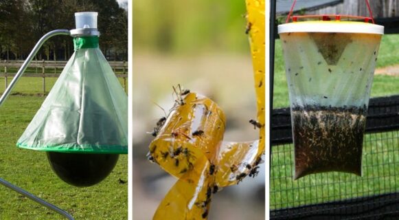 How to Get Rid of Horse Flies: Chemical and Natural Solutions