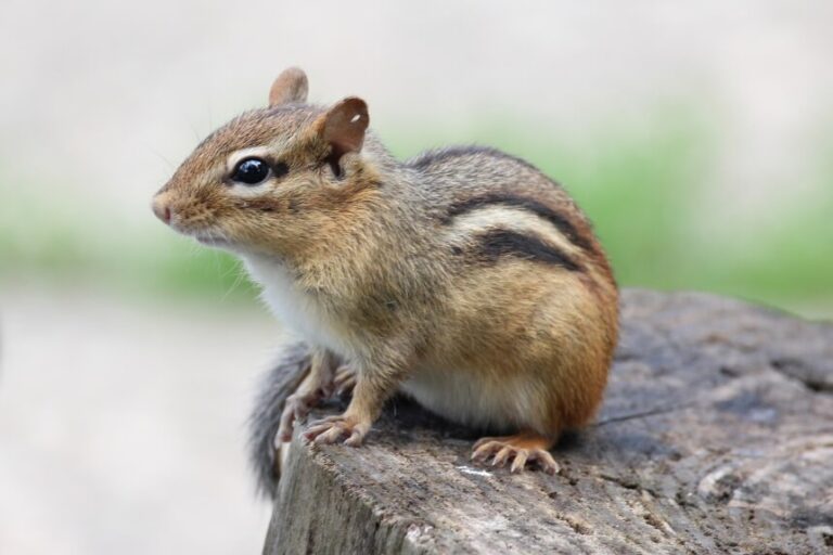 Chipmunk vs. Squirrel: Understand the Difference