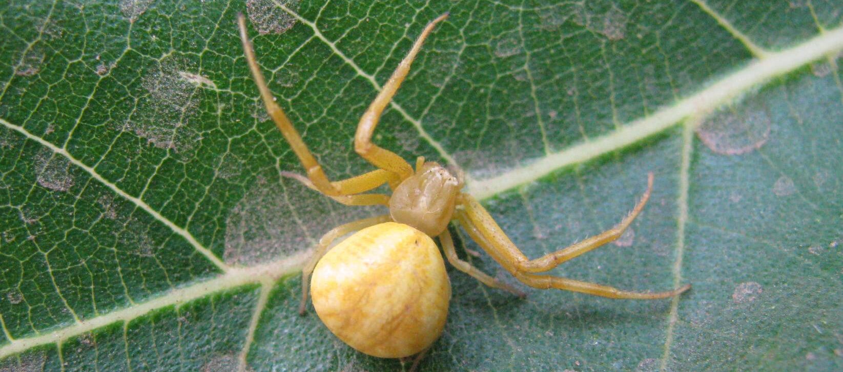 How to Get Rid of Spiders in the Garage | Best Ways to Drive Them Away