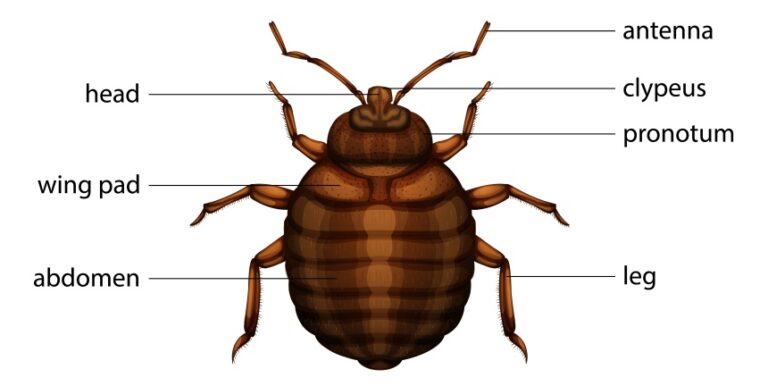 Do Bed Bugs Jump: Everything You Need to Know
