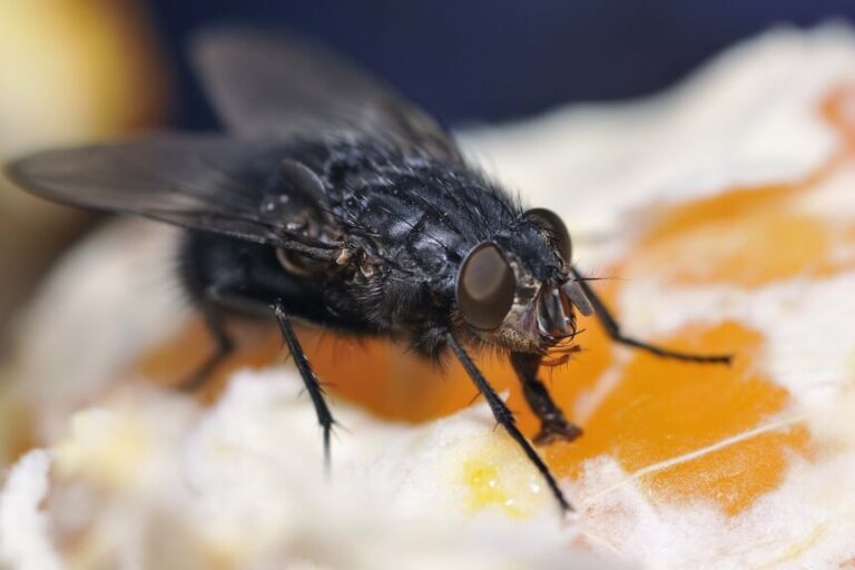 Do Gnats Bite Humans and Animals? Here's the Answer!