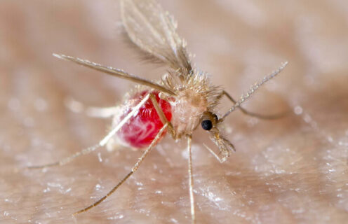 Do Gnats Bite Humans and Animals? Here's the Answer!