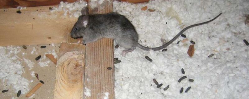 How to Get Rid of Rats in Walls and Ceiling: Detailed Guide