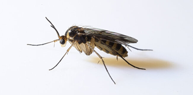 Fruit Flies vs. Gnats: What's the Difference?