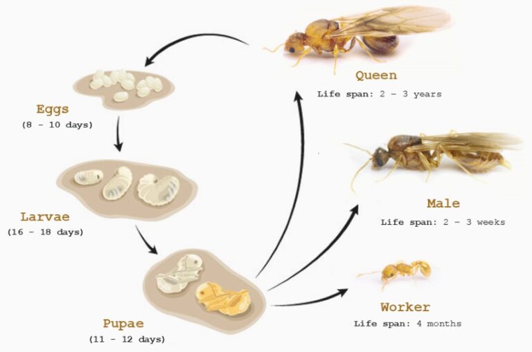 How Long do Ants Live? Here's the Answer