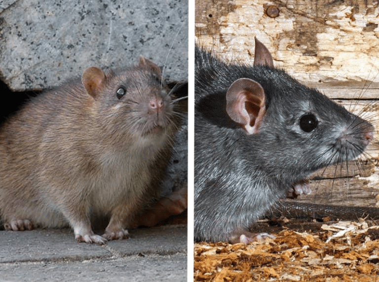 How To Get Rid of Roof Rats: 7 Effective Methods