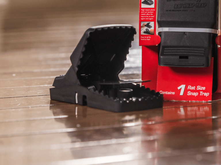 How To Get Rid of Roof Rats: 7 Effective Methods